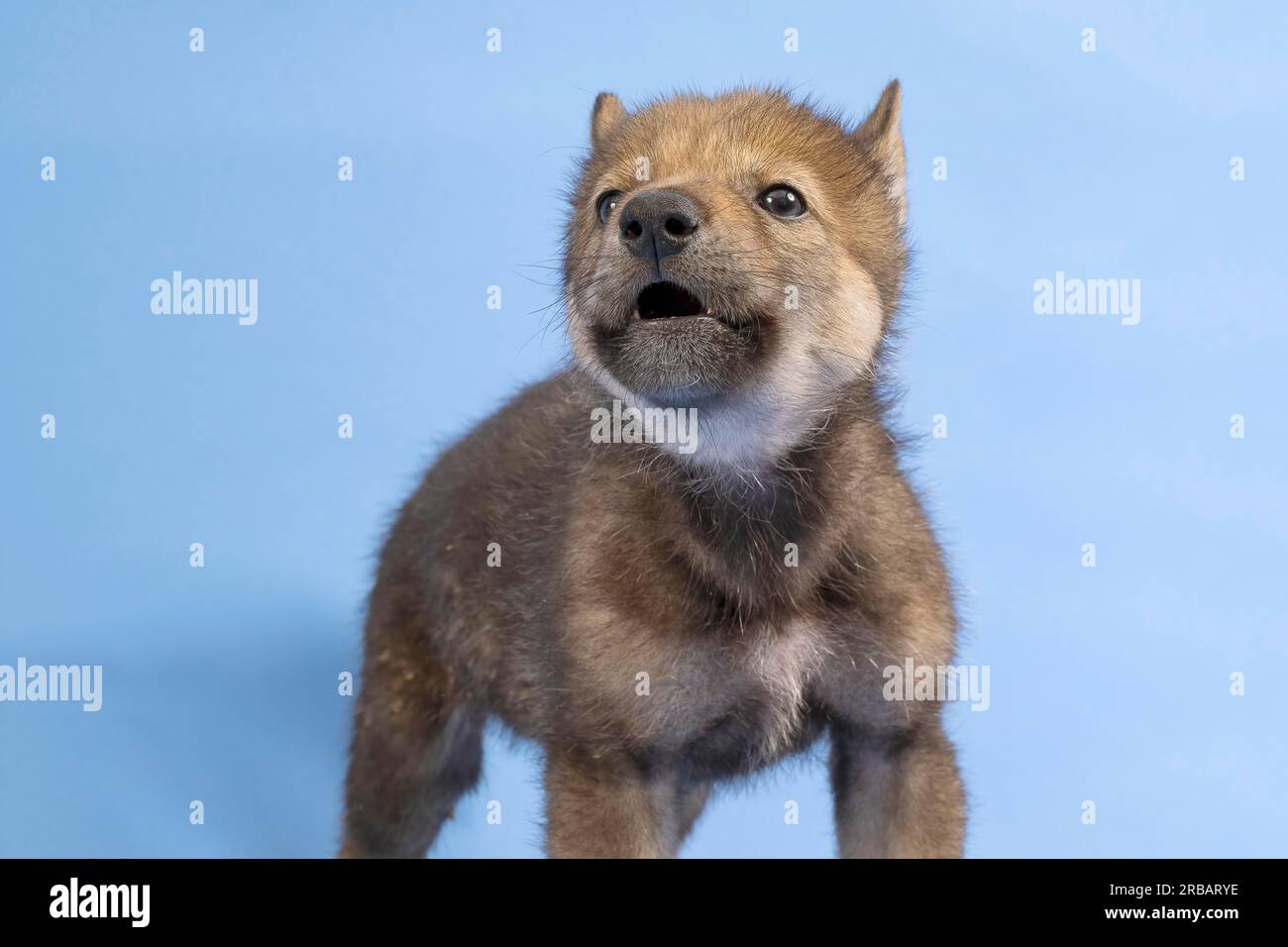 European gray wolf (Canis lupus lupus), animal portrait, howling, pup ...