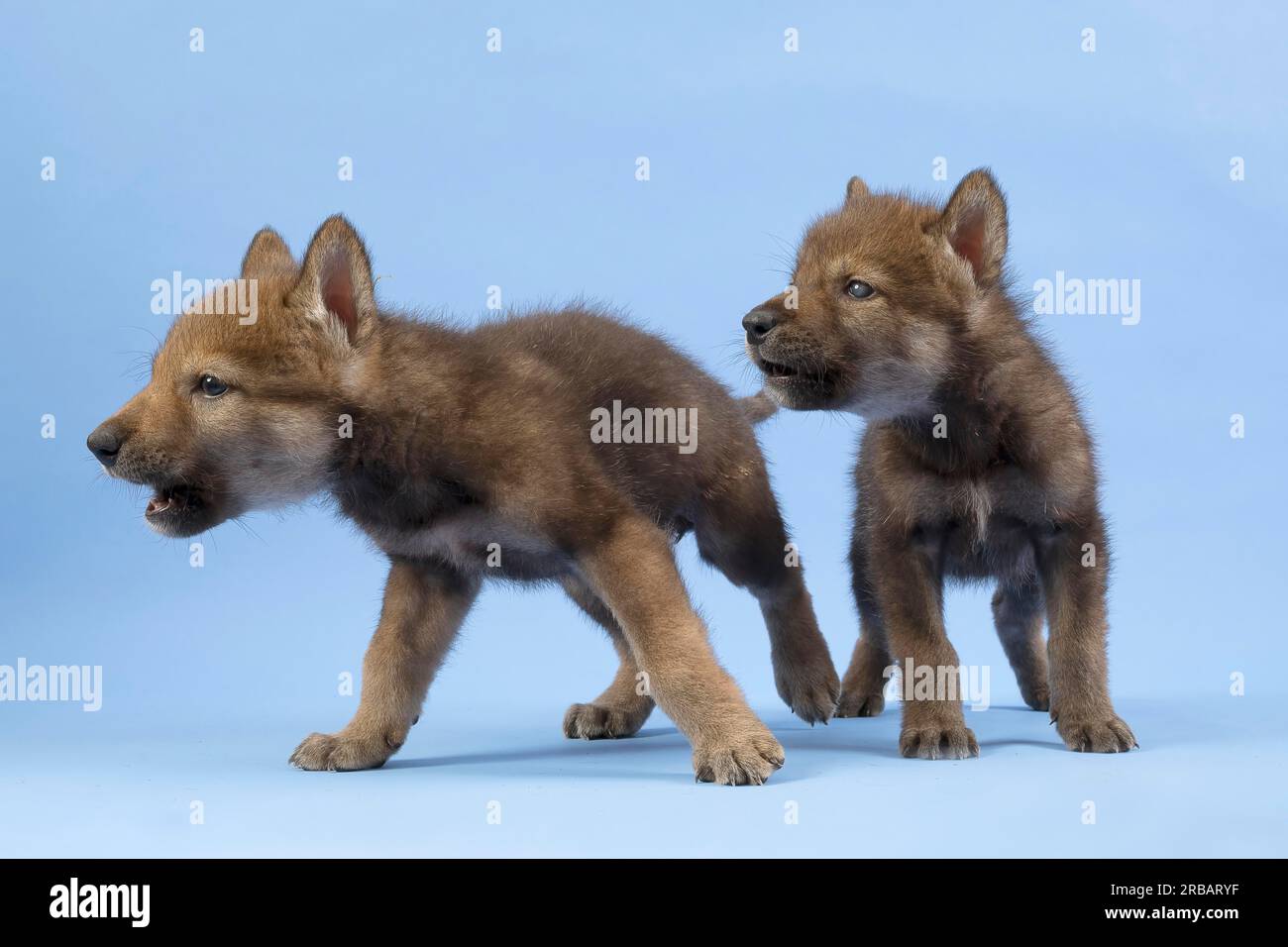 European gray wolf (Canis lupus lupus), 2 animals in a row, pup ...