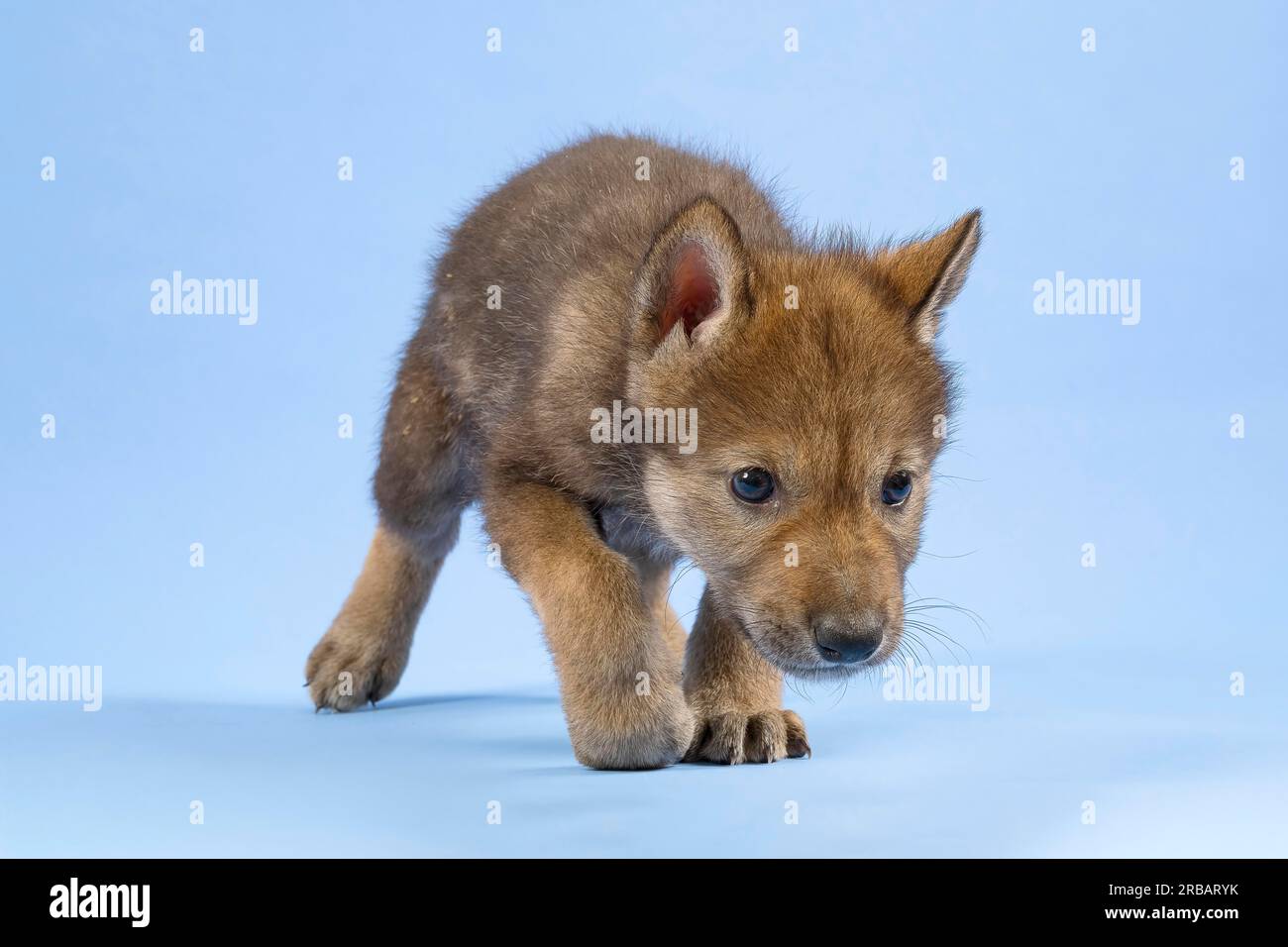 European gray wolf (Canis lupus lupus), frontal, stalking, pup ...