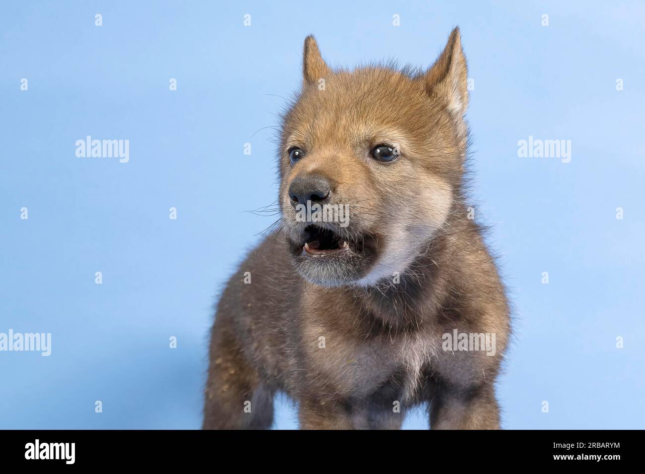 European gray wolf (Canis lupus lupus), animal portrait, howling, pup ...