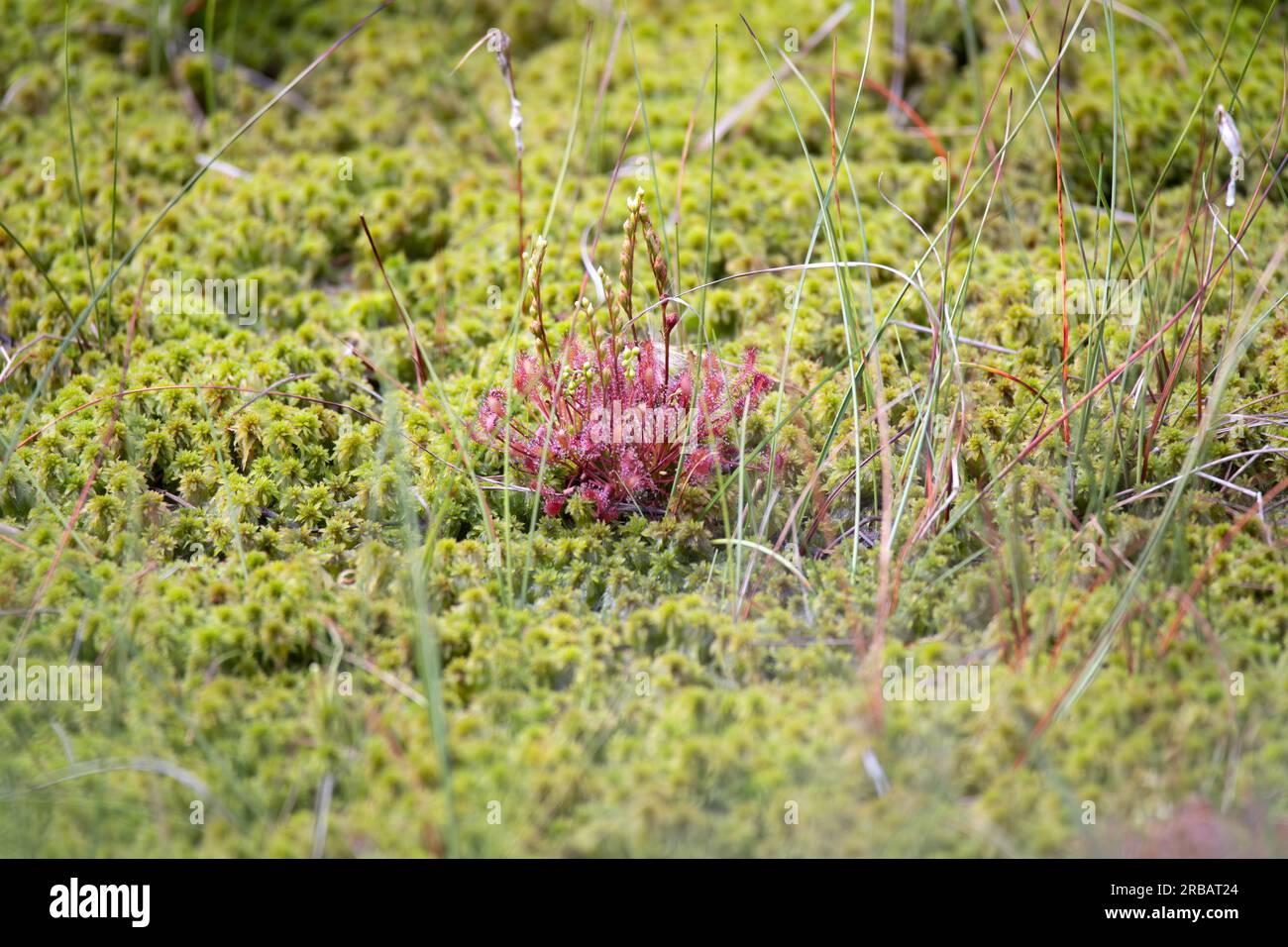 Peat moss (Sphagnum), dense large stand well waterlogged in a bog ...