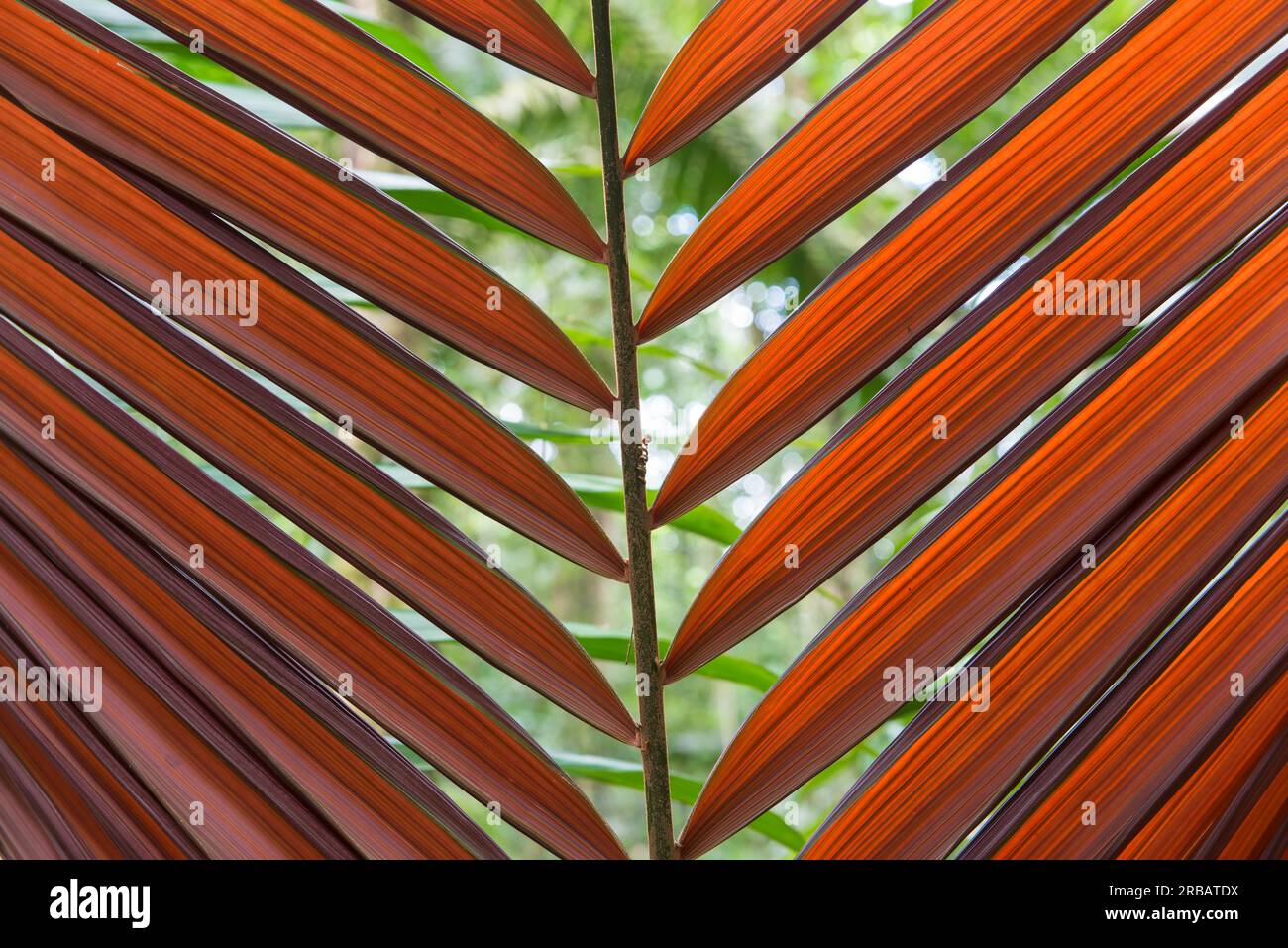 Tirimbina Rainforest Center, Puerto Viejo de Sarapiqui, Heredia, Costa ...