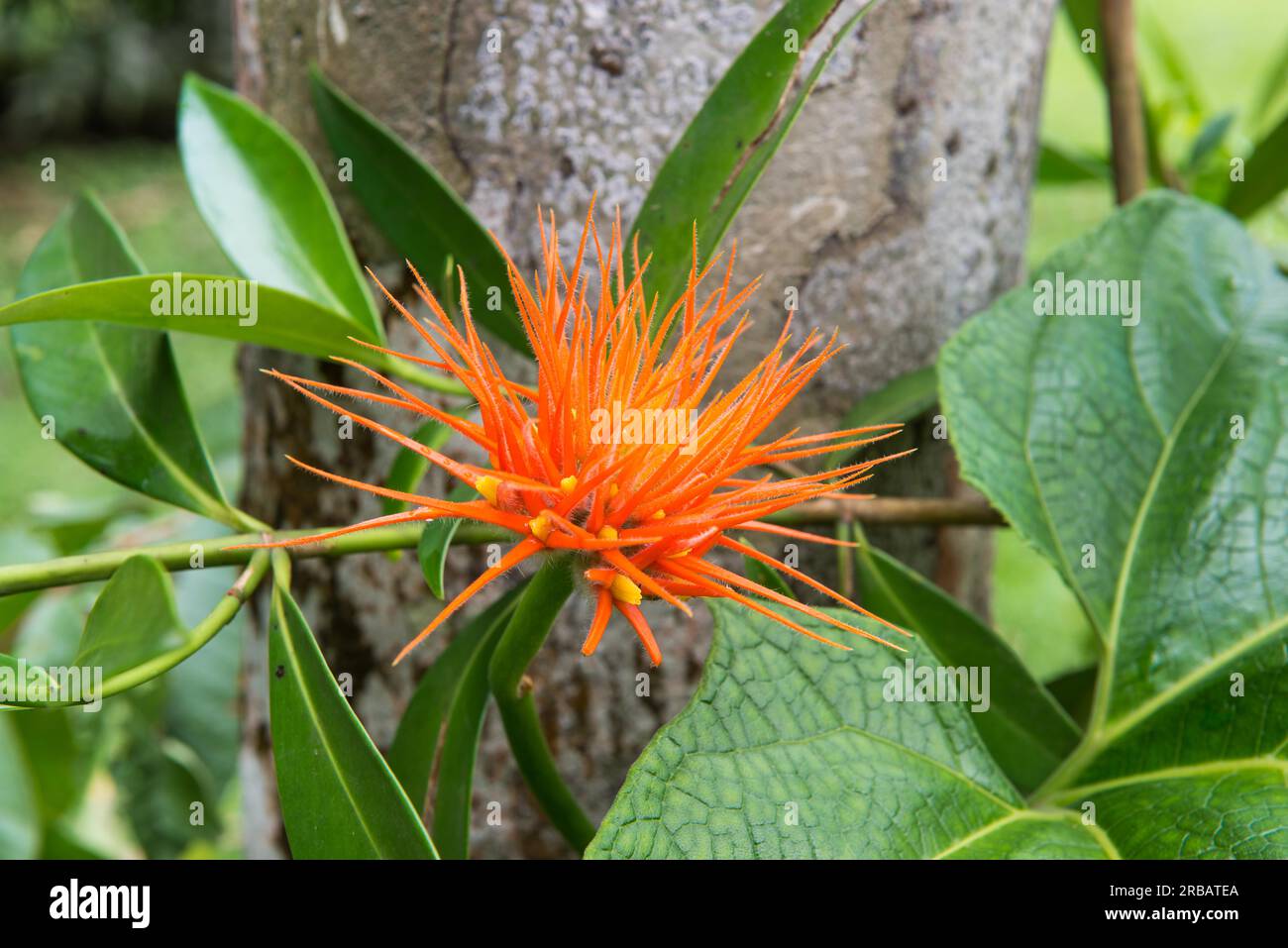 Guapiles, Costa Rica, Central America Stock Photo - Alamy