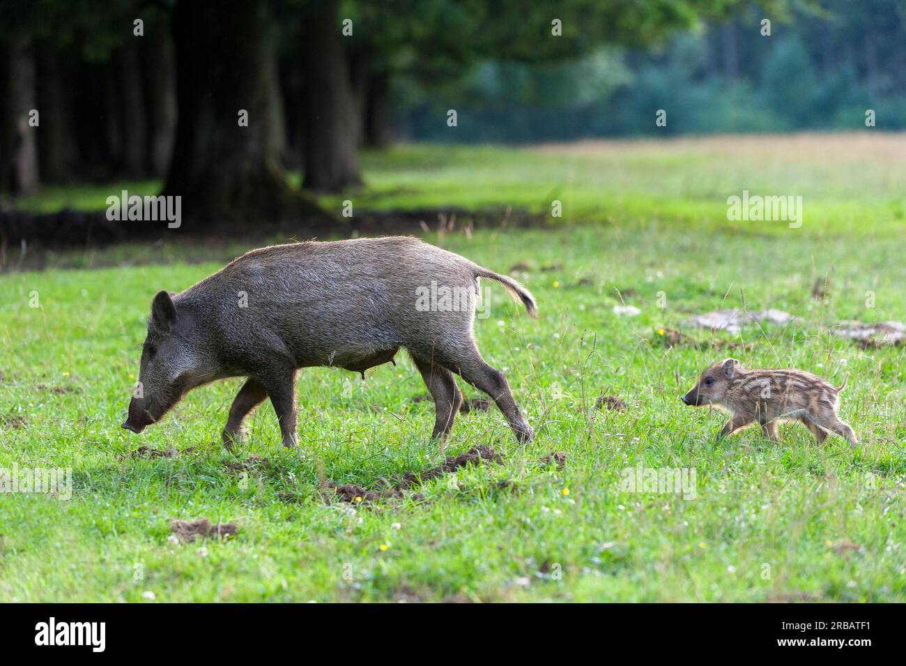 Freshet hi-res stock photography and images - Alamy