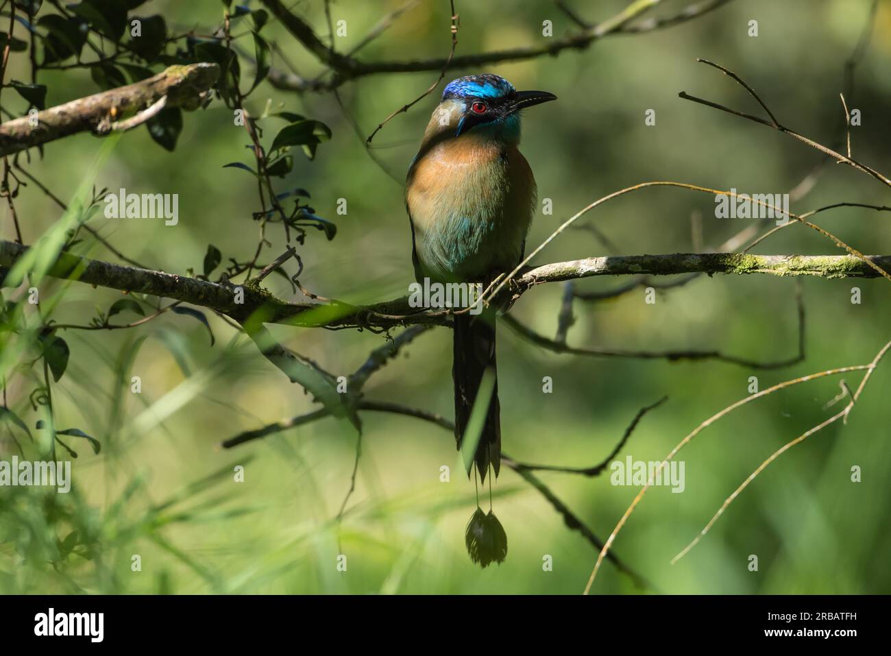 Curi cancha yellow bird hi-res stock photography and images - Alamy