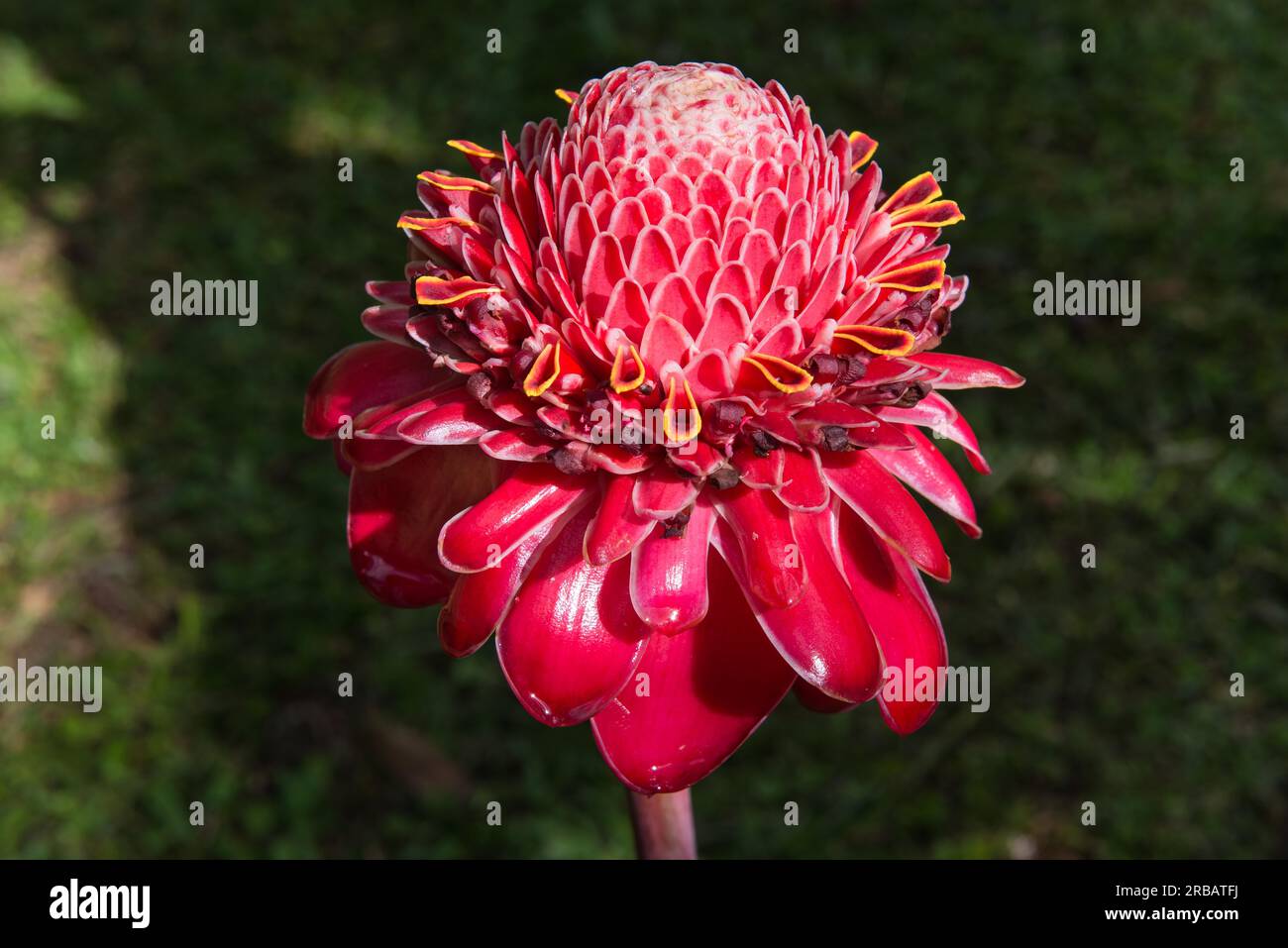 Guapiles, Costa Rica, Central America Stock Photo - Alamy