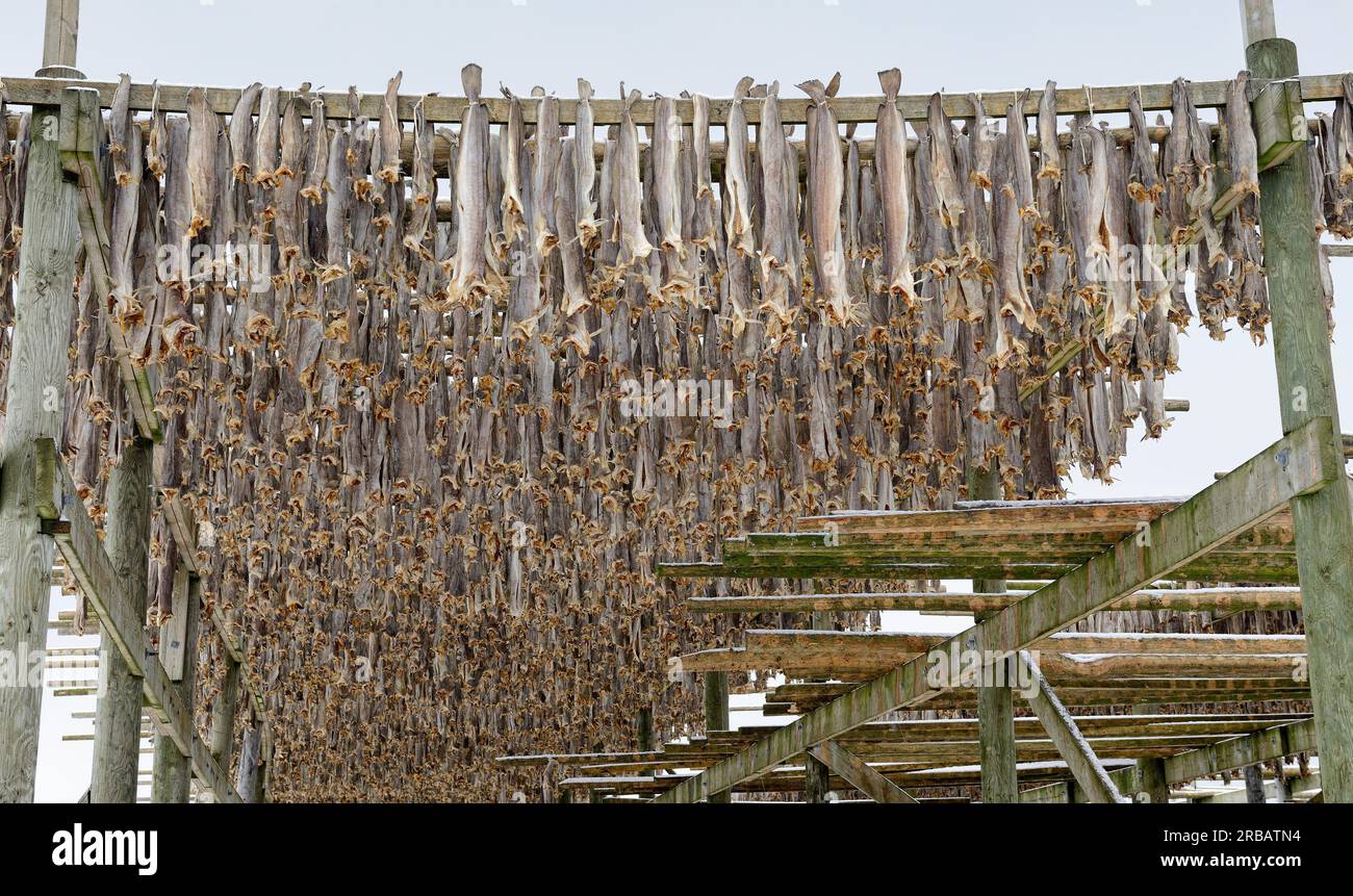 Drying racks for stockfish, Svolvaer, Lofoten, Norway Stock Photo - Alamy