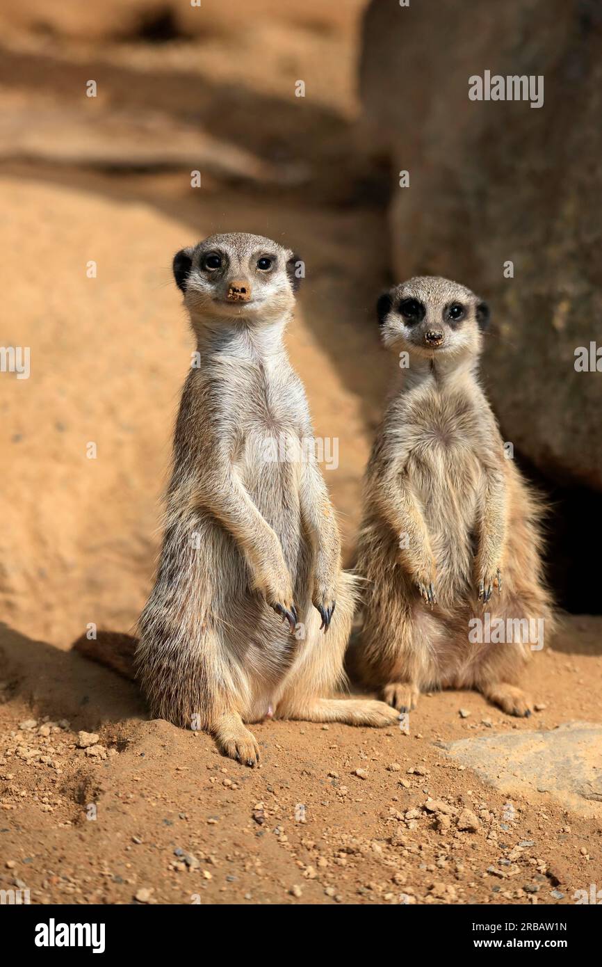 Meerkats (Suricata suricatta), adult, two, on burrow, sitting upright, alert, captive Stock ...