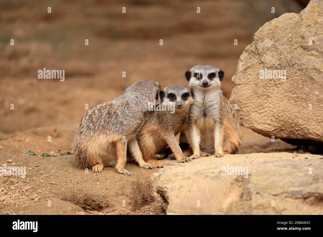 Meerkats (Suricata suricatta), three young animals, at the burrow ...
