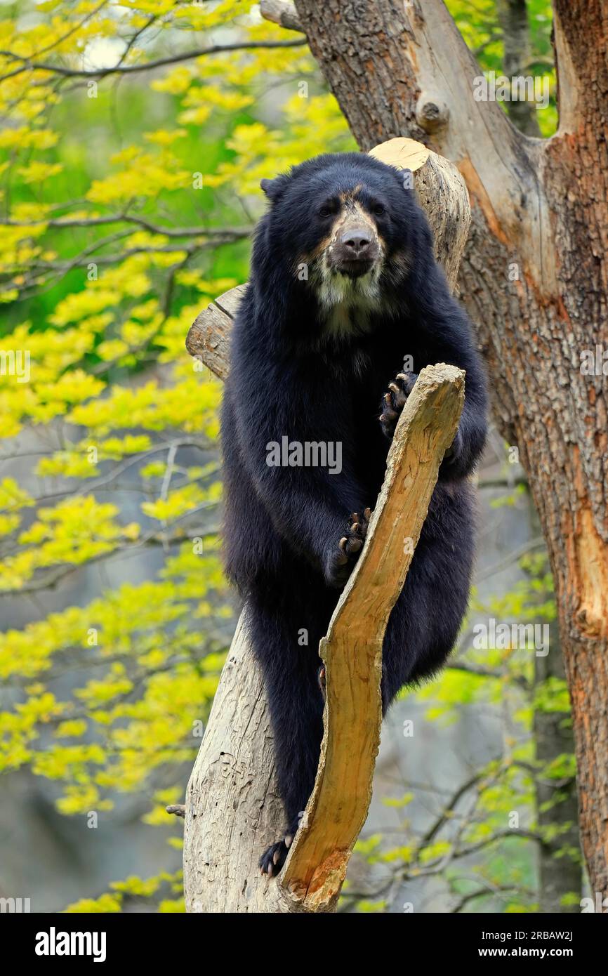 Spectacled bear (Tremarctos ornatus), adult, climbing, on tree, captive ...