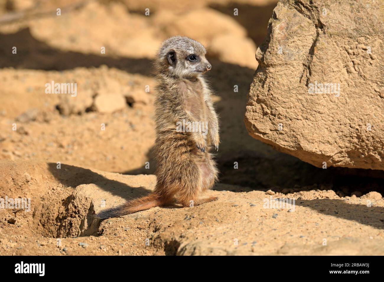 Meerkats (Suricata suricatta), young, on burrow, sitting, alert ...