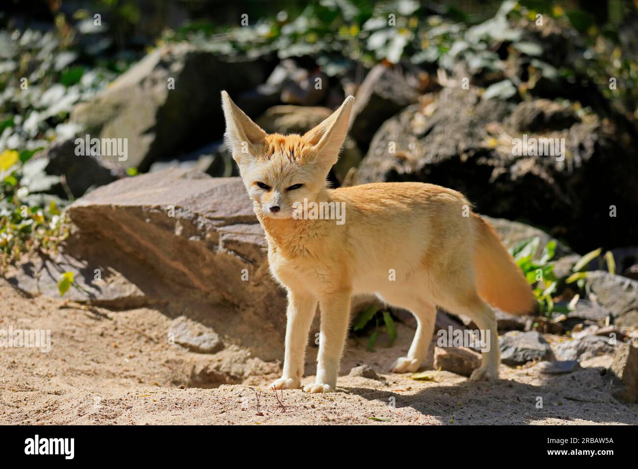 Fennek, fennec fox (Vulpes zerda), adult, alert, captive, North Africa ...