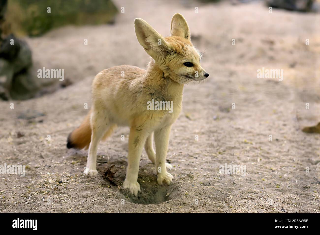 Fennec behavior hi-res stock photography and images - Alamy
