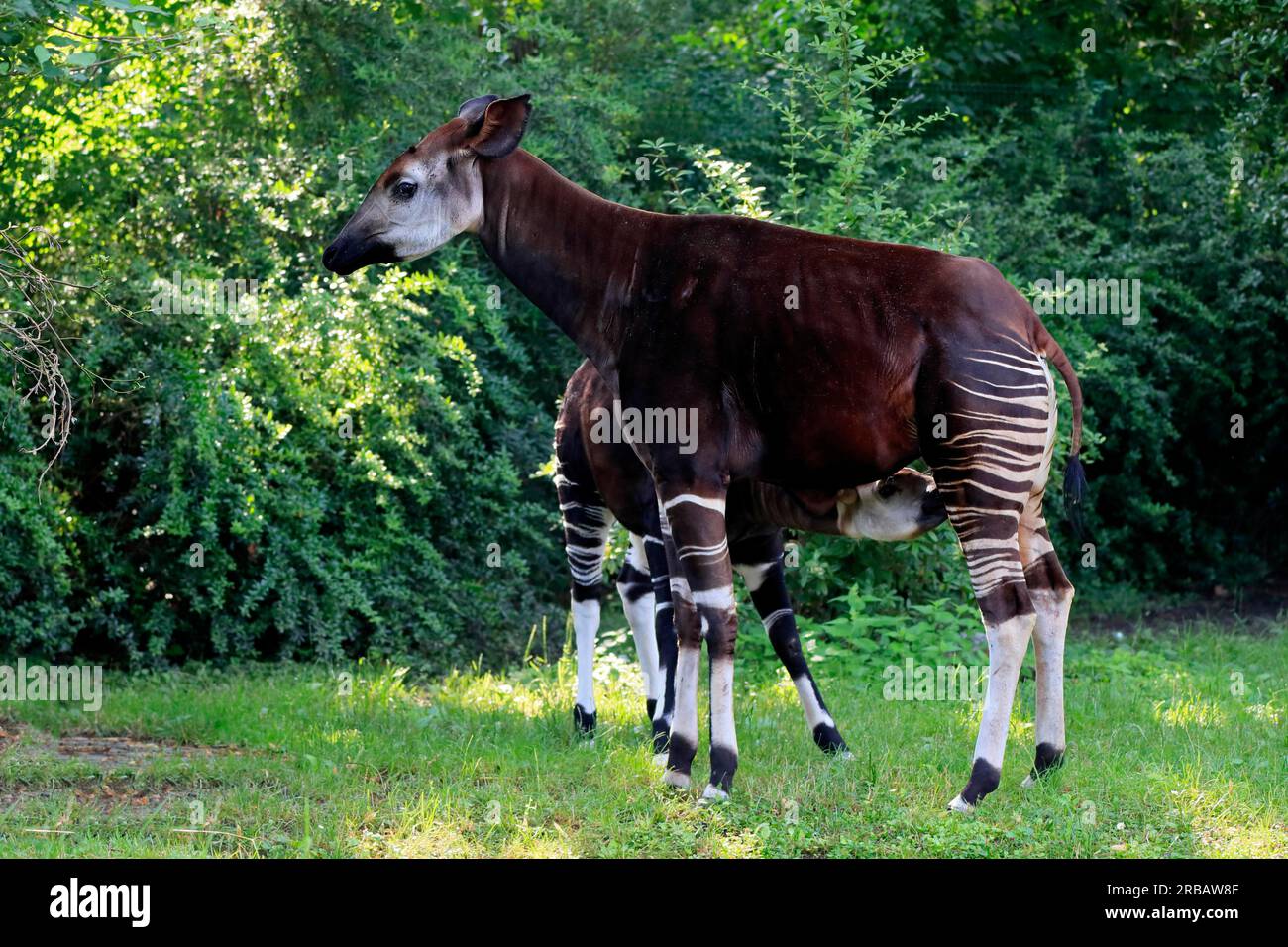 Female okapi hi-res stock photography and images - Alamy