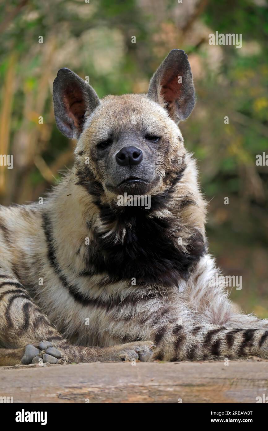Striped hyena (Hyaena hyaena), adult, portrait, captive Stock Photo - Alamy