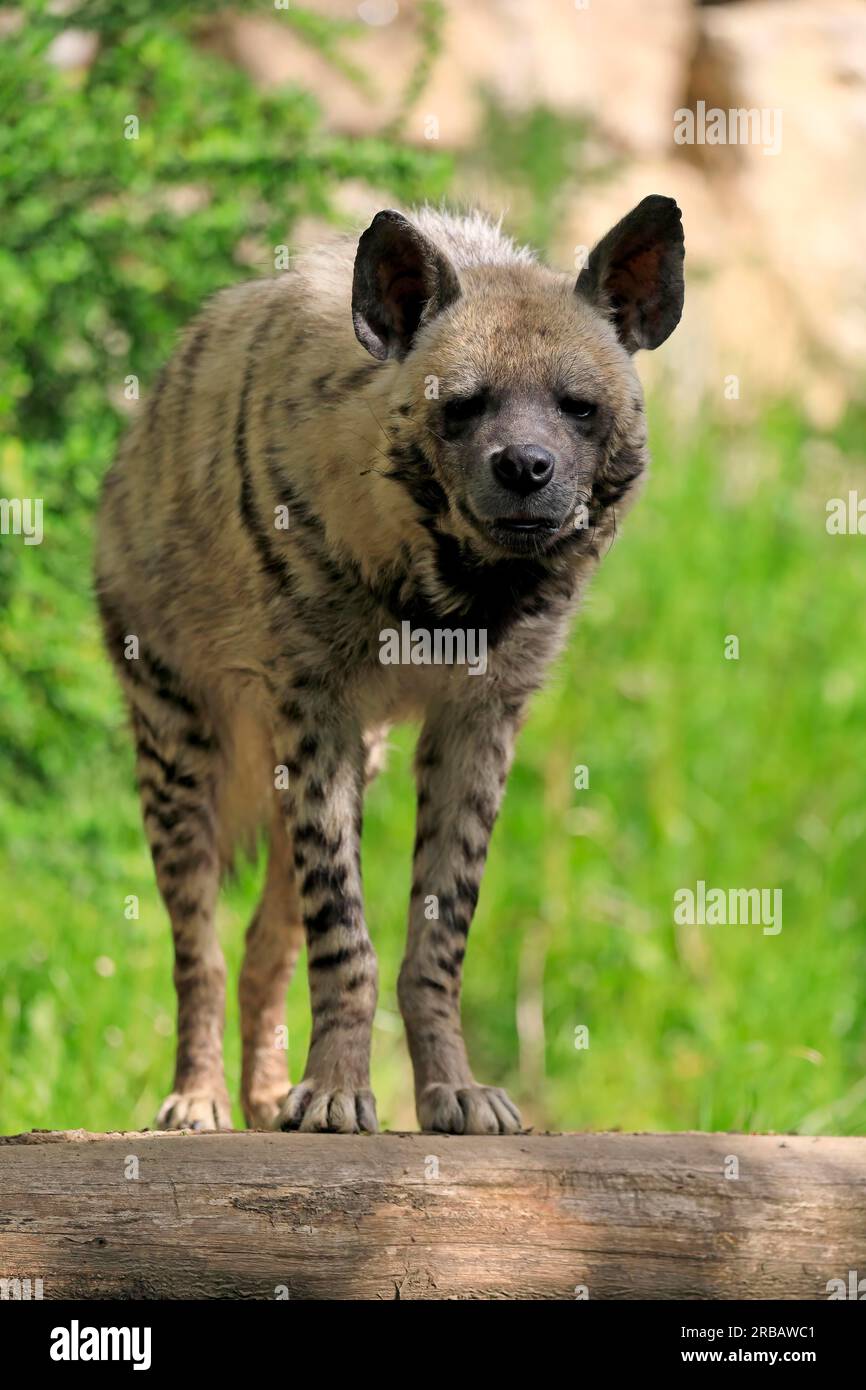 Striped hyena (Hyaena hyaena), adult, alert, captive Stock Photo - Alamy