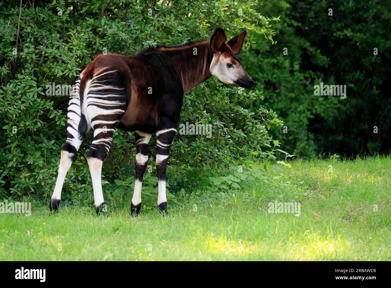 Okapi (Okapia johnstoni), adult, foraging, captive Stock Photo - Alamy