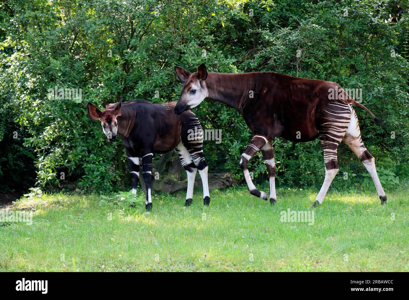 Okapi okapia johnstoni adult captive hi-res stock photography and ...