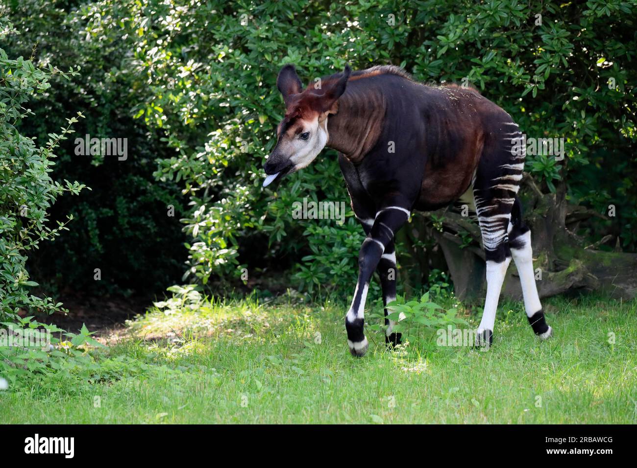 Okapi (Okapia johnstoni), adult, running, captive Stock Photo - Alamy