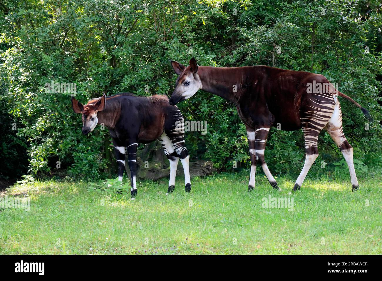 Okapi (Okapia johnstoni), adult, female, with young, social behaviour ...
