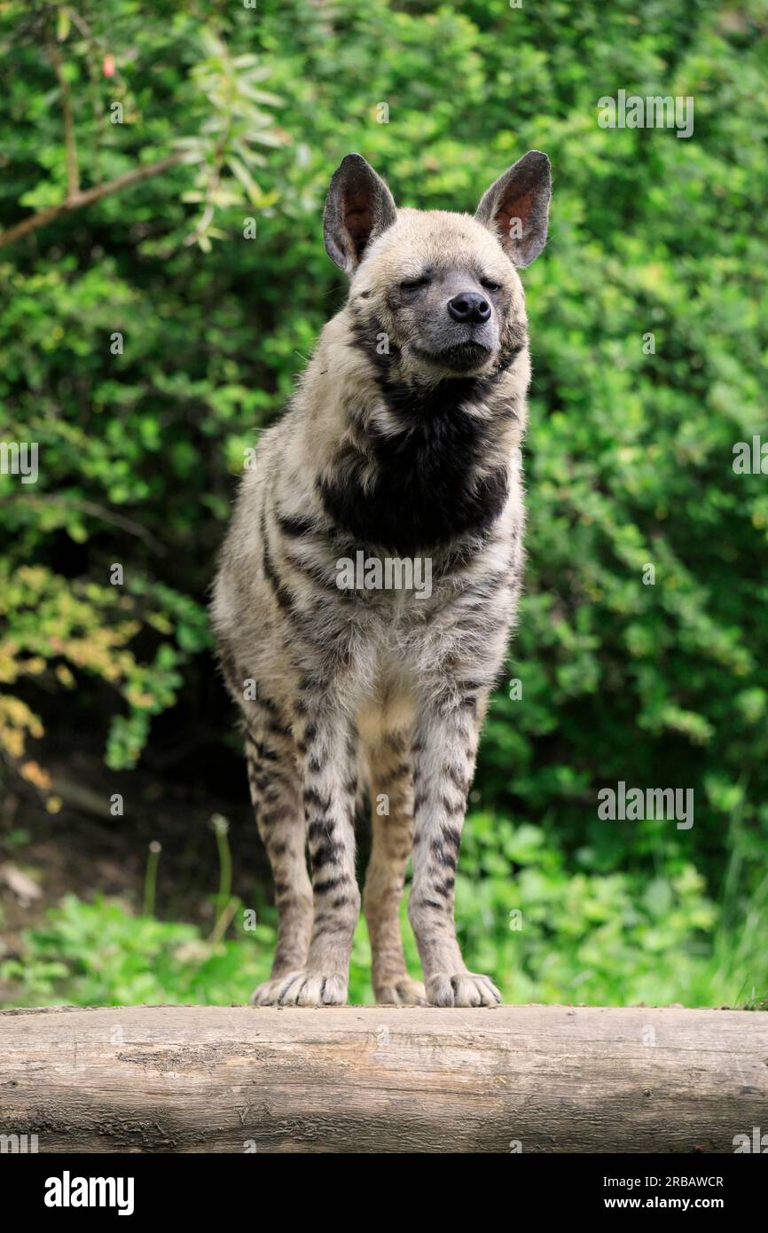 Striped hyena (Hyaena hyaena), adult, alert, captive Stock Photo - Alamy