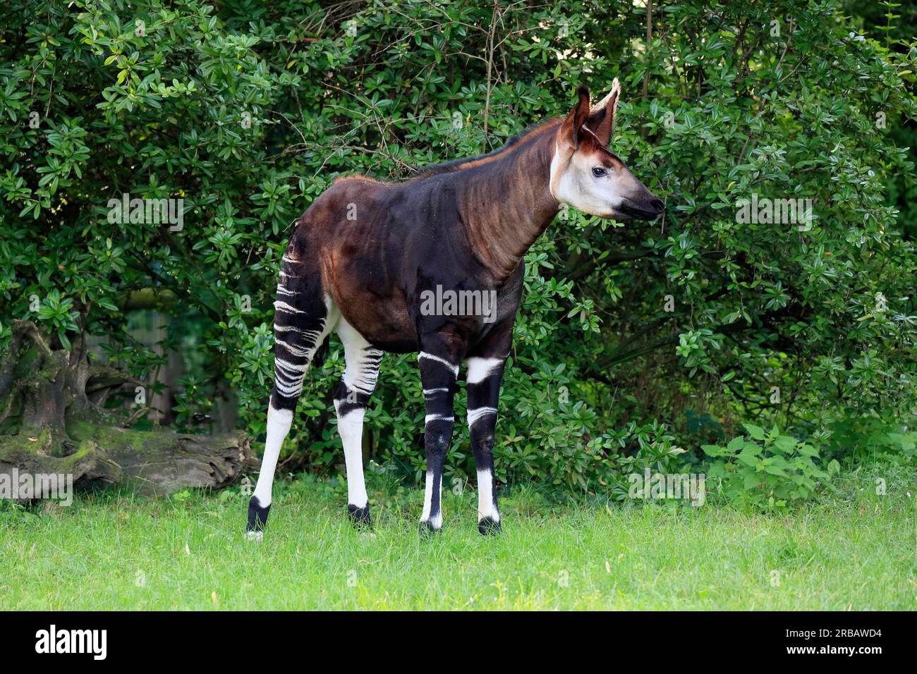 Okapi (Okapia johnstoni), adult, foraging, captive Stock Photo - Alamy
