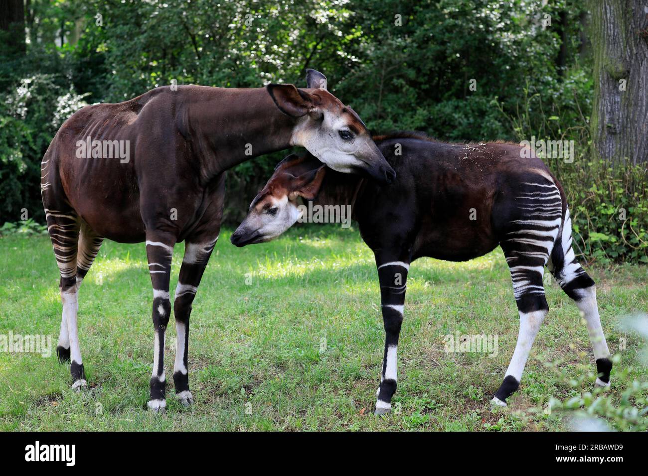 Okapi (Okapia johnstoni), adult, female, with young, social behaviour ...