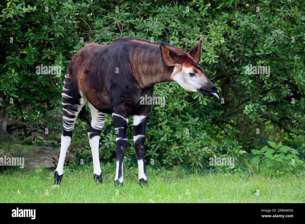 Okapi (Okapia johnstoni), adult, foraging, captive Stock Photo - Alamy
