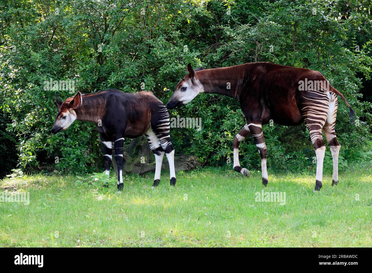 Okapi (Okapia johnstoni), adult, female, with young, social behaviour, foraging, captive Stock ...