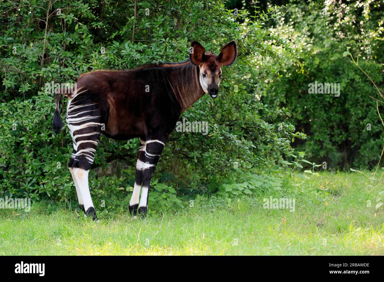 Okapi (Okapia johnstoni), adult, foraging, captive Stock Photo - Alamy