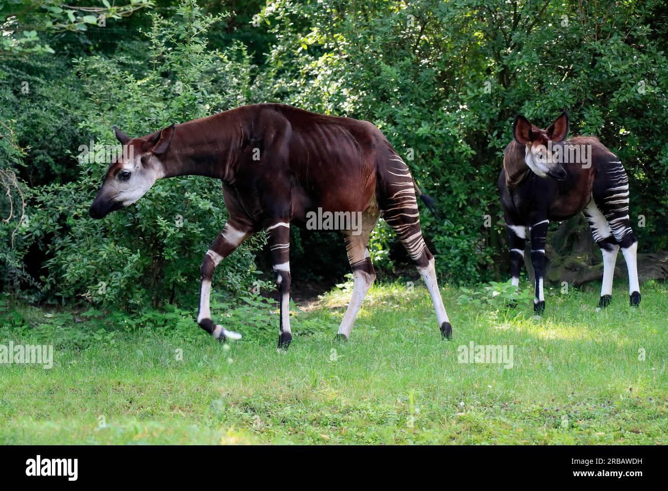Female okapi hi-res stock photography and images - Alamy