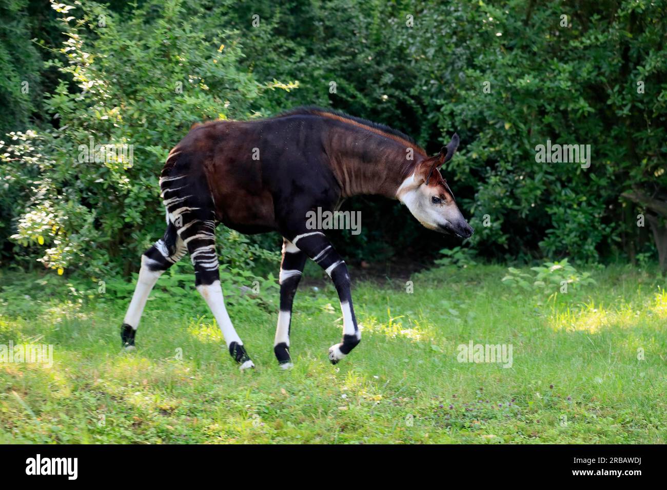 Okapi (Okapia johnstoni), adult, running, captive Stock Photo - Alamy