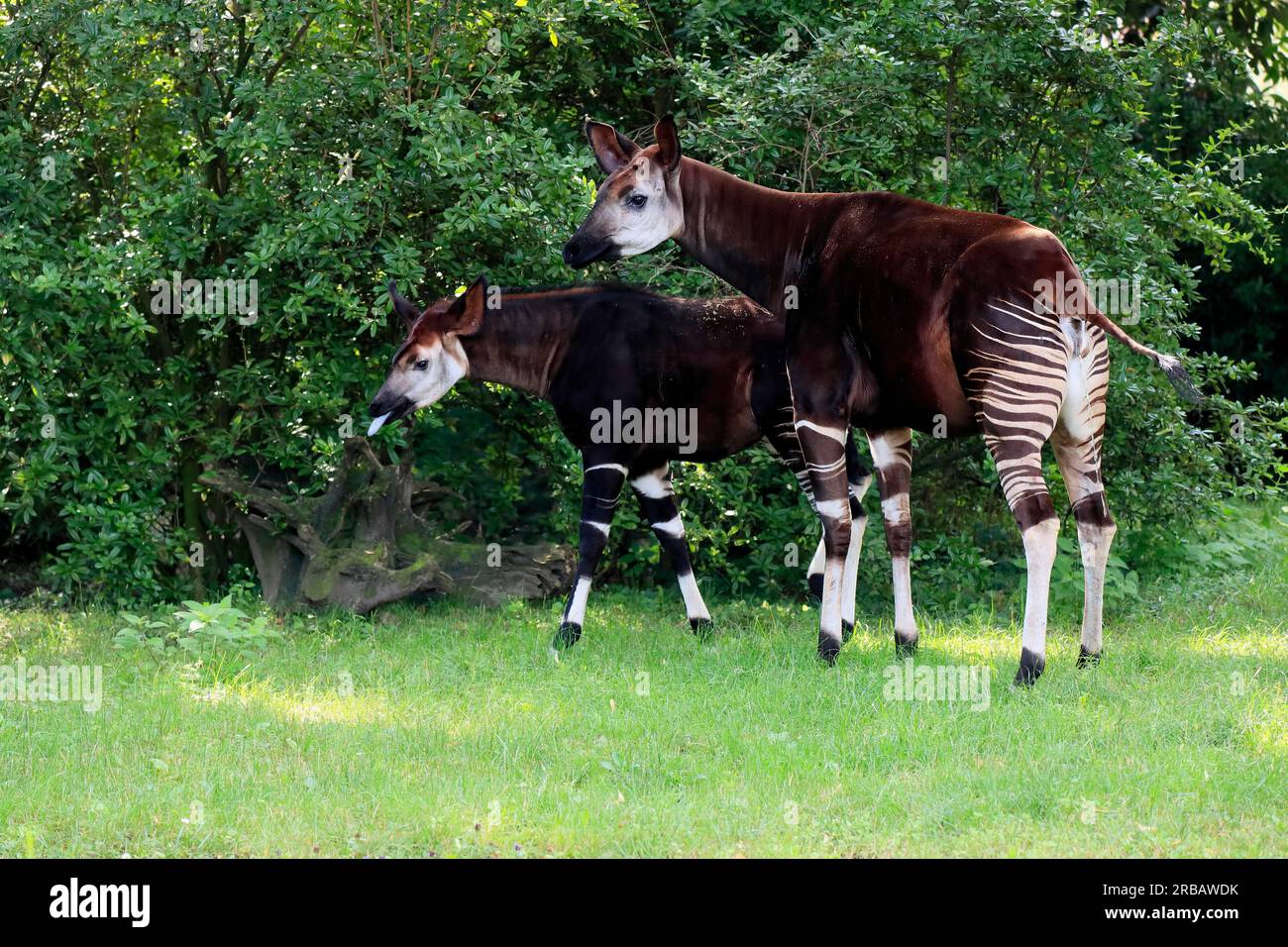 Okapi (Okapia johnstoni), adult, female, with young, social behaviour ...