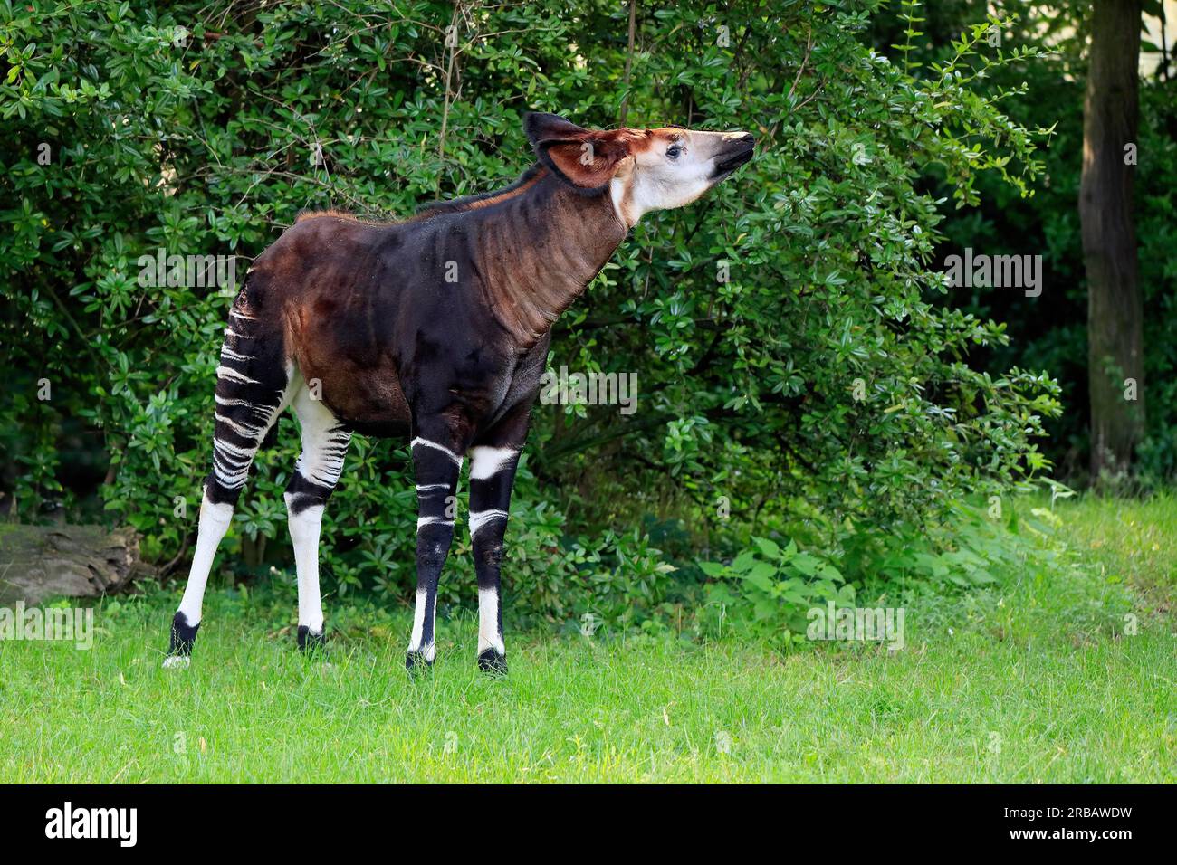 Okapi (Okapia johnstoni), adult, foraging, captive Stock Photo - Alamy