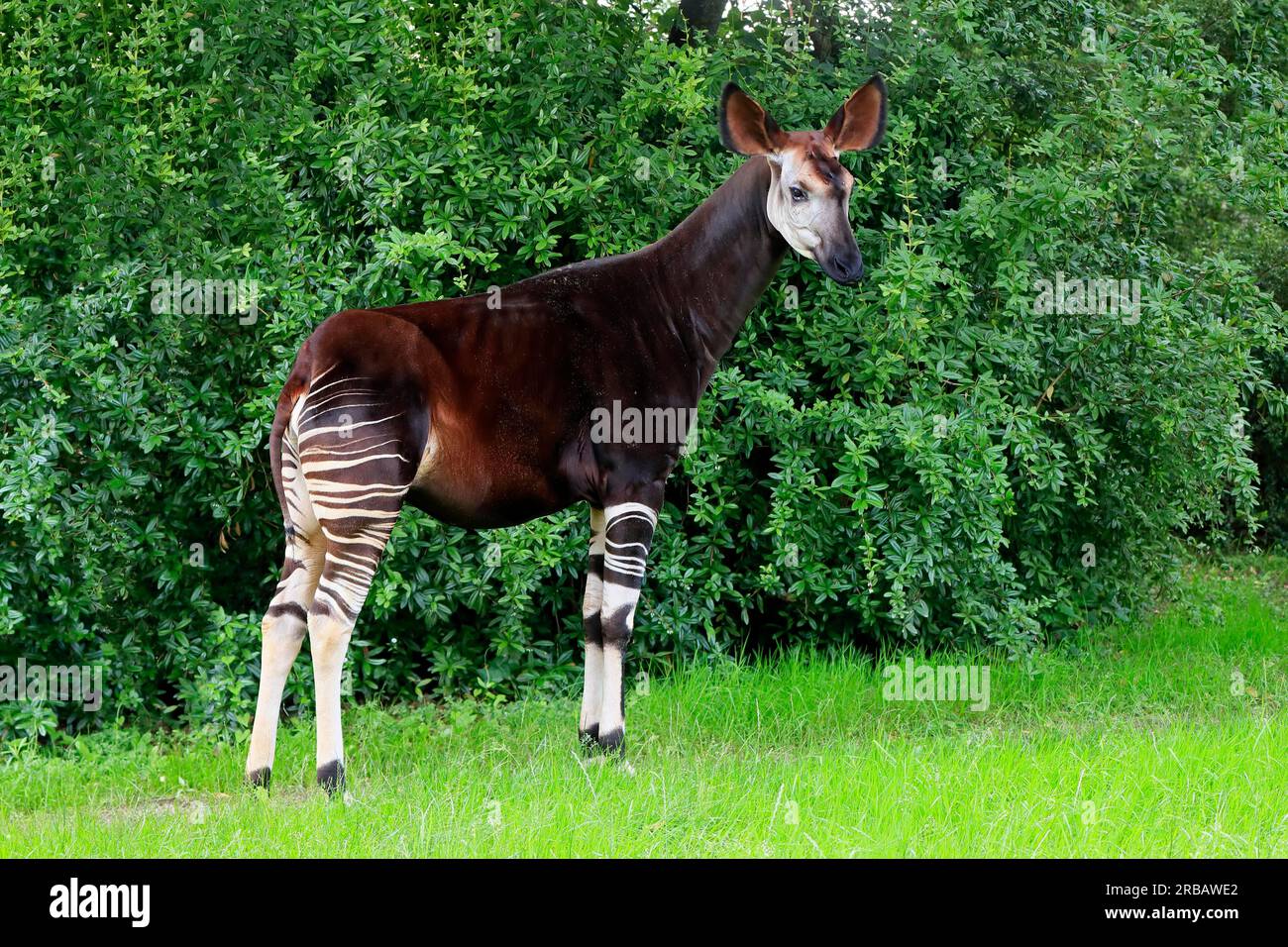 Okapi (Okapia johnstoni), adult, foraging, captive Stock Photo - Alamy