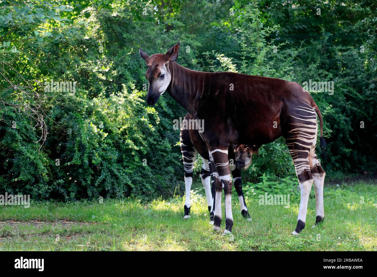 Female okapi hi-res stock photography and images - Alamy