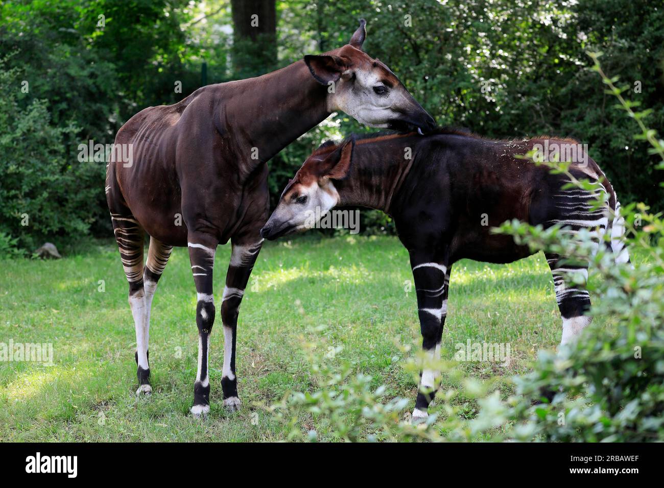 Female okapi hi-res stock photography and images - Alamy