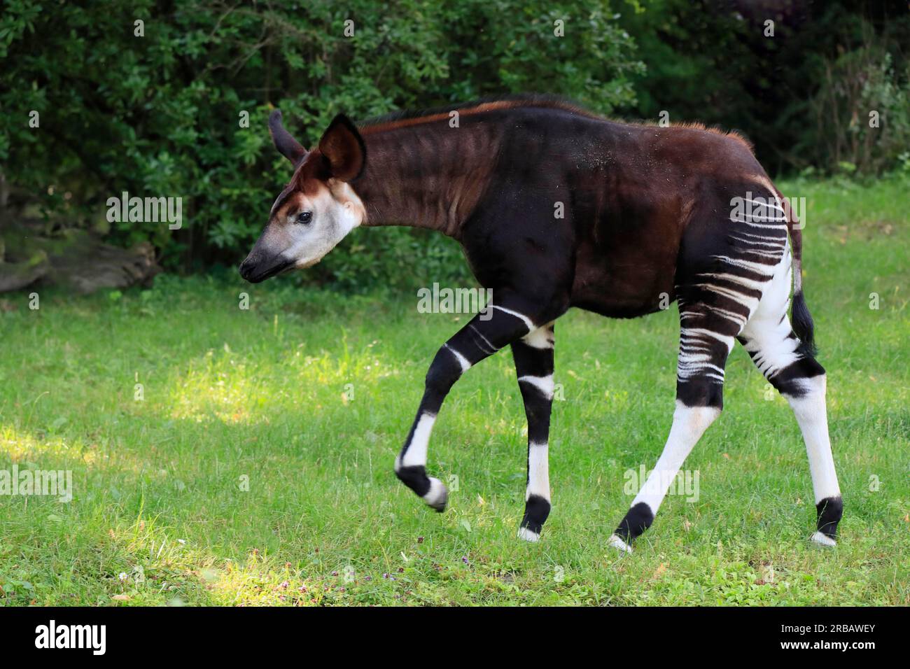 Adult running captive hi-res stock photography and images - Alamy