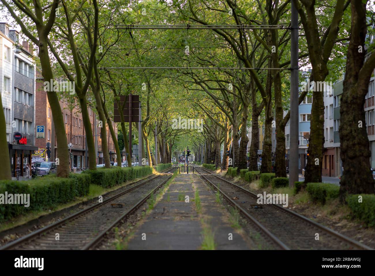 Street Car tracks running underneath green trees in Cologne Stock Photo ...