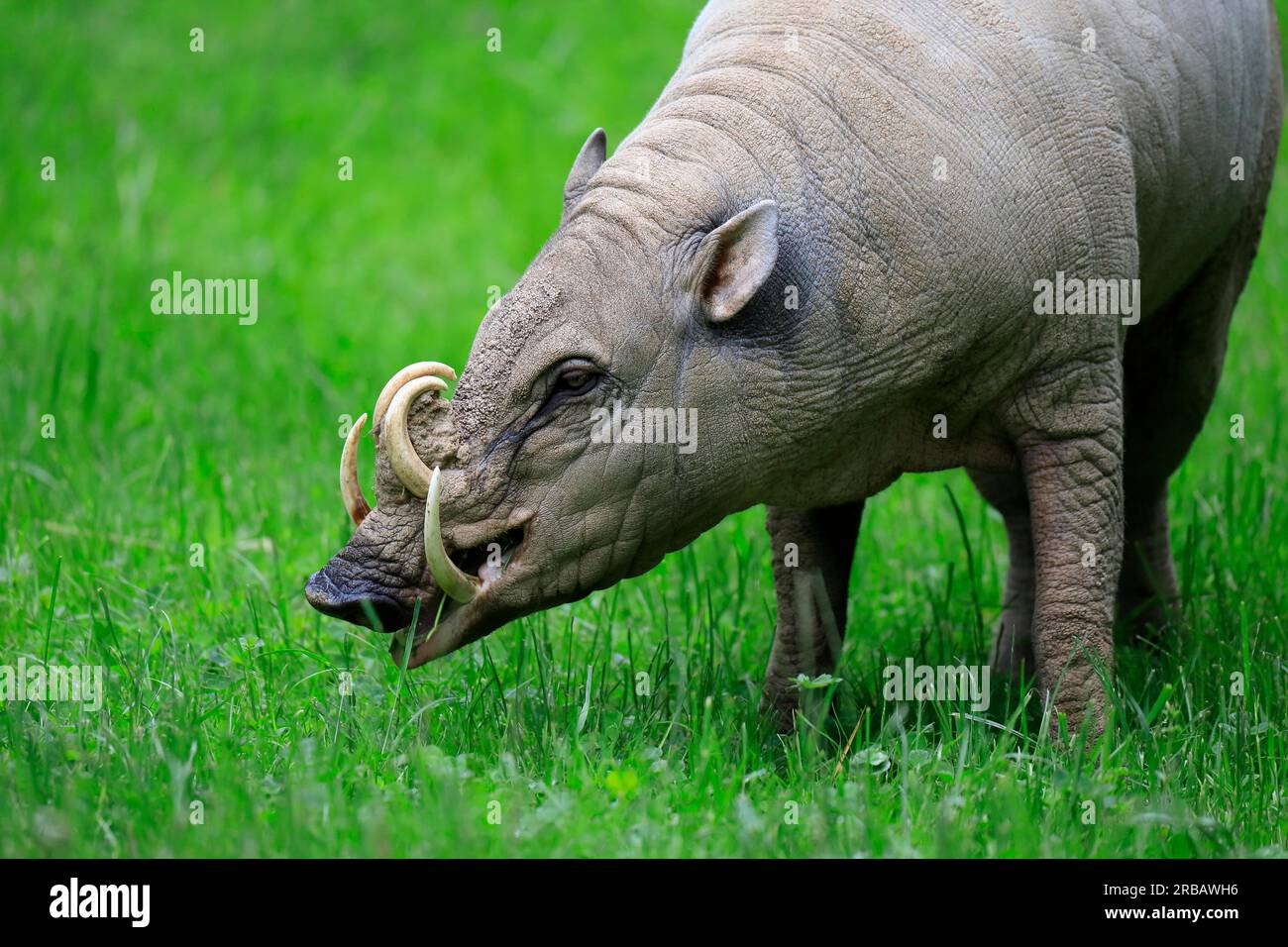 North sulawesi babirusa (Babyrousa celebensis), adult, male, foraging ...