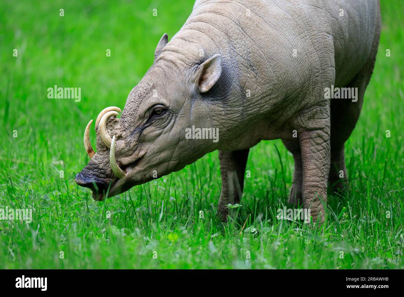 North sulawesi babirusa (Babyrousa celebensis), adult, male, foraging ...