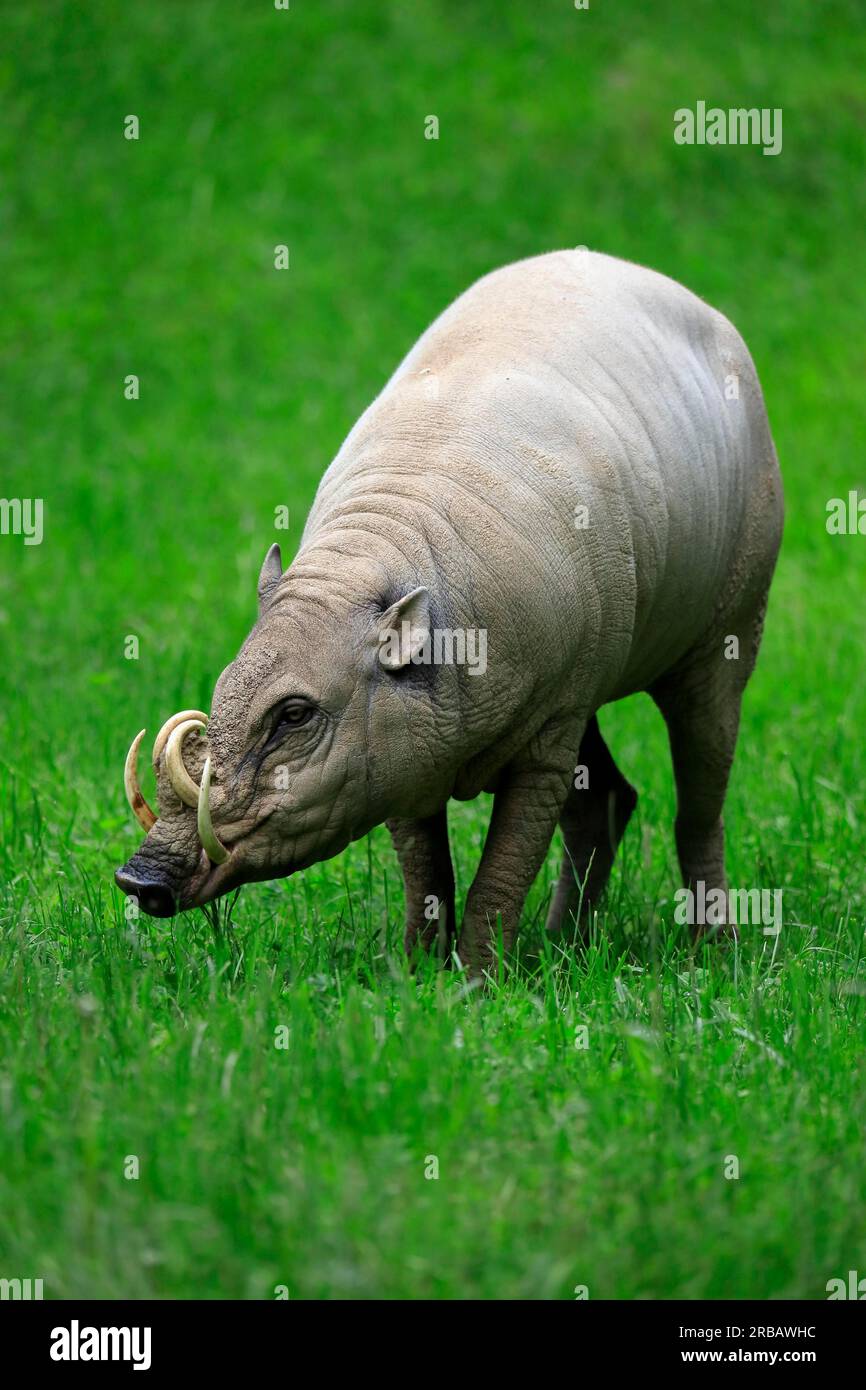North sulawesi babirusa (Babyrousa celebensis), adult, male, foraging ...