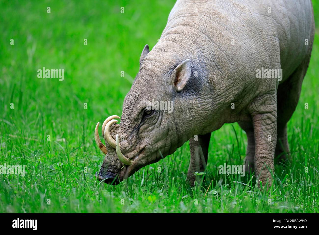 North sulawesi babirusa (Babyrousa celebensis), adult, male, foraging ...