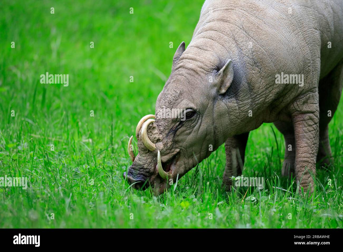 North sulawesi babirusa (Babyrousa celebensis), adult, male, foraging ...
