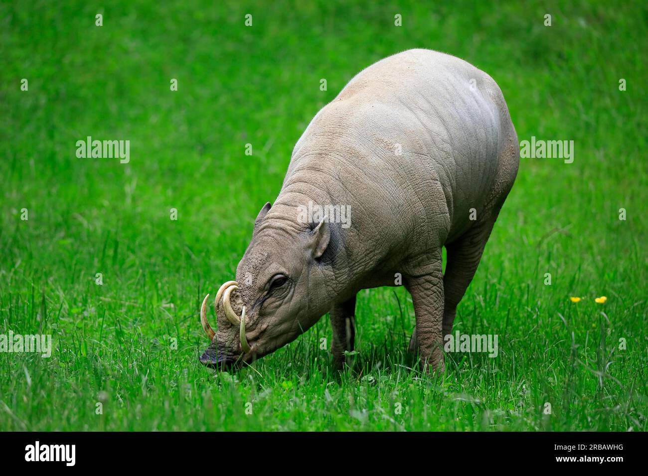 North sulawesi babirusa (Babyrousa celebensis), adult, male, foraging ...