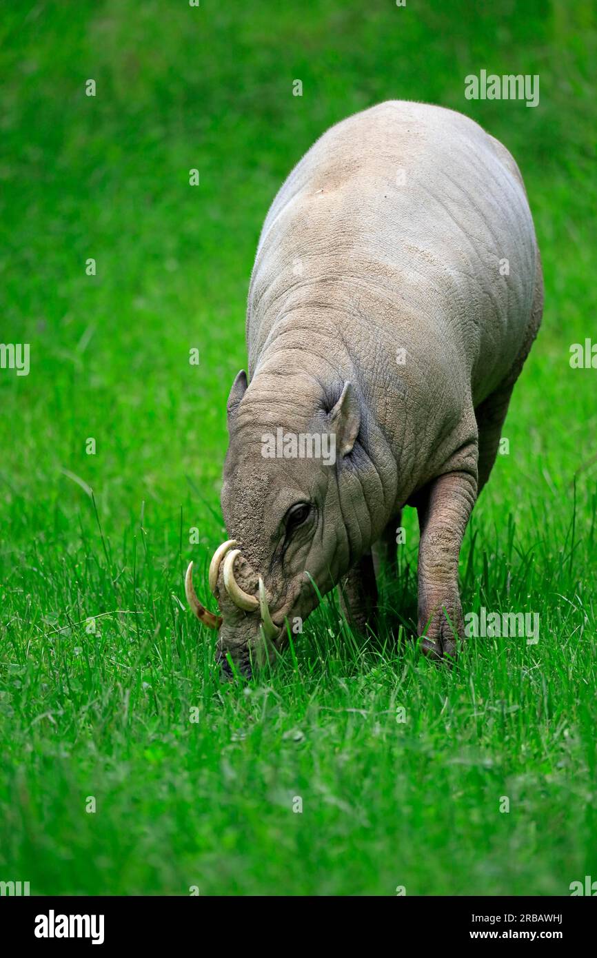 North sulawesi babirusa (Babyrousa celebensis), adult, male, foraging ...