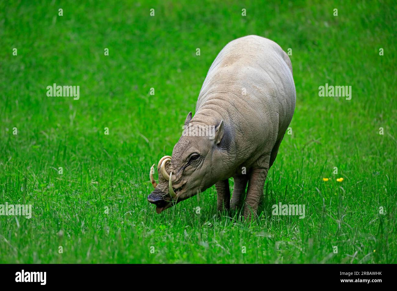 North sulawesi babirusa (Babyrousa celebensis), adult, male, foraging ...
