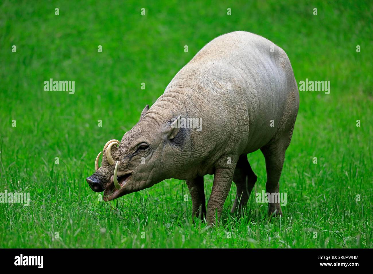North sulawesi babirusa (Babyrousa celebensis), adult, male, foraging ...