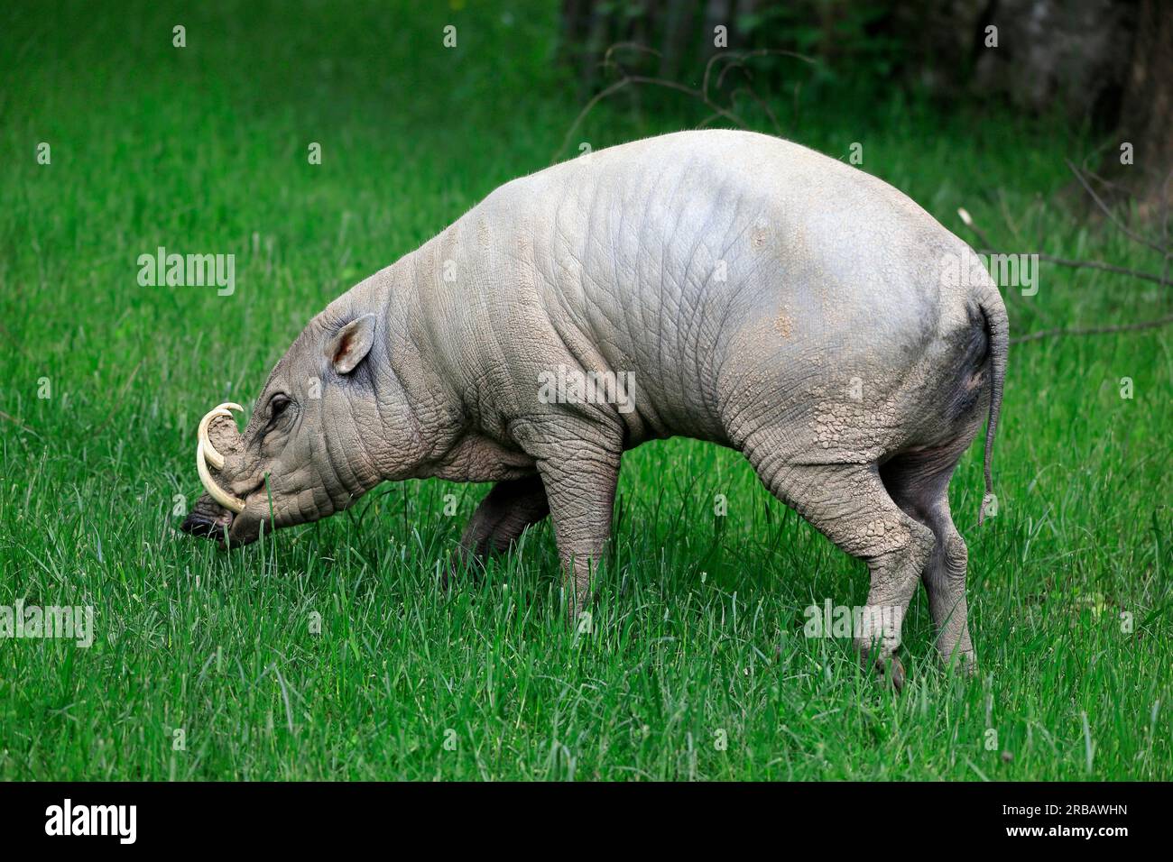 North sulawesi babirusa (Babyrousa celebensis), adult, male, foraging ...
