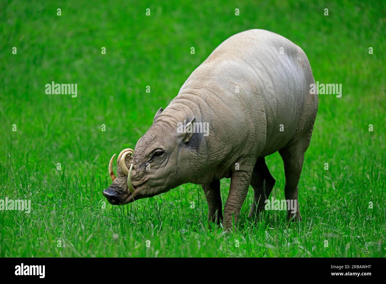 North sulawesi babirusa (Babyrousa celebensis), adult, male, foraging ...